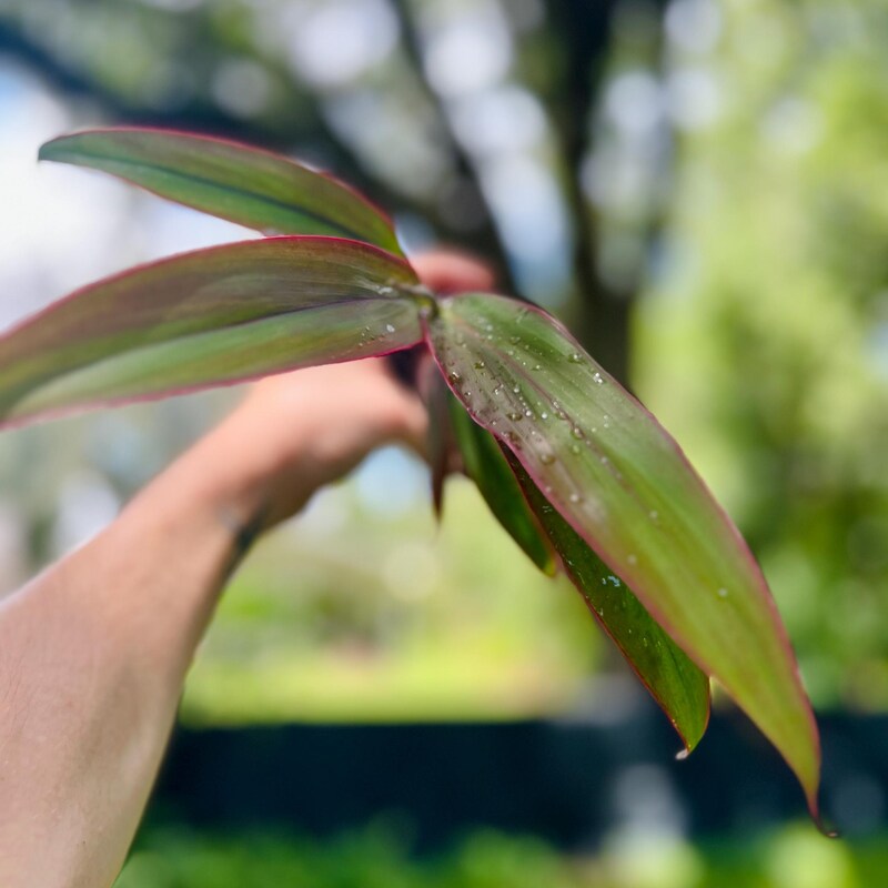 Ti Plant - Etsy