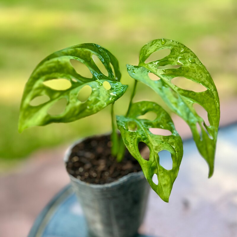 Low Light House Plants - Etsy
