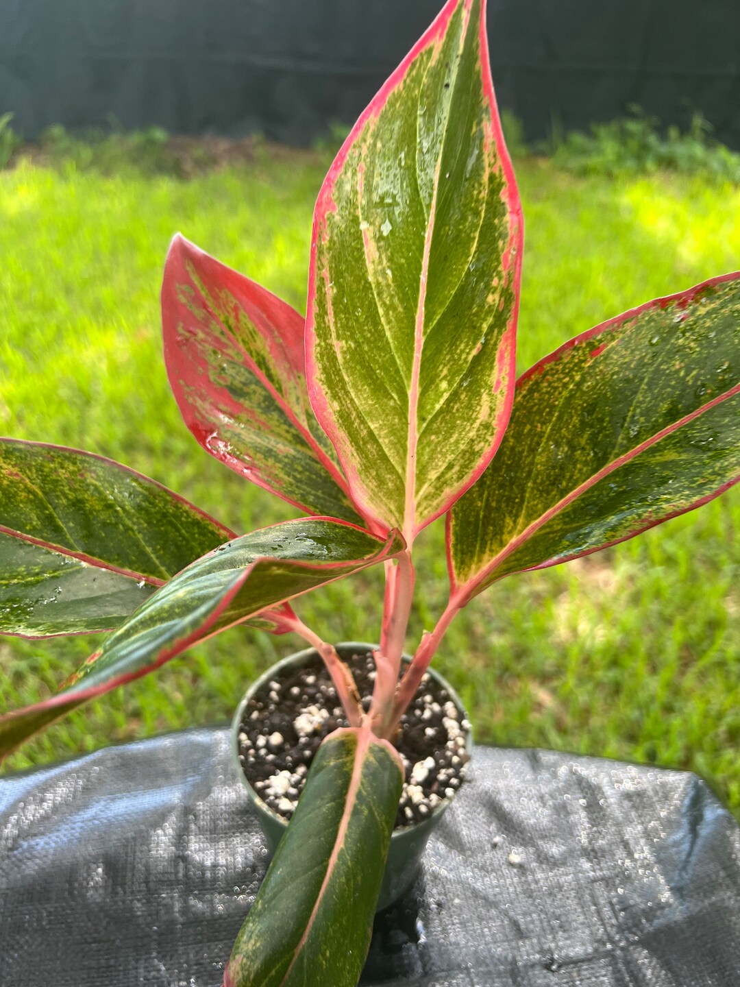 Firecracker Aglaonema Chinese Evergreen Air Purifying Starter Plant ...
