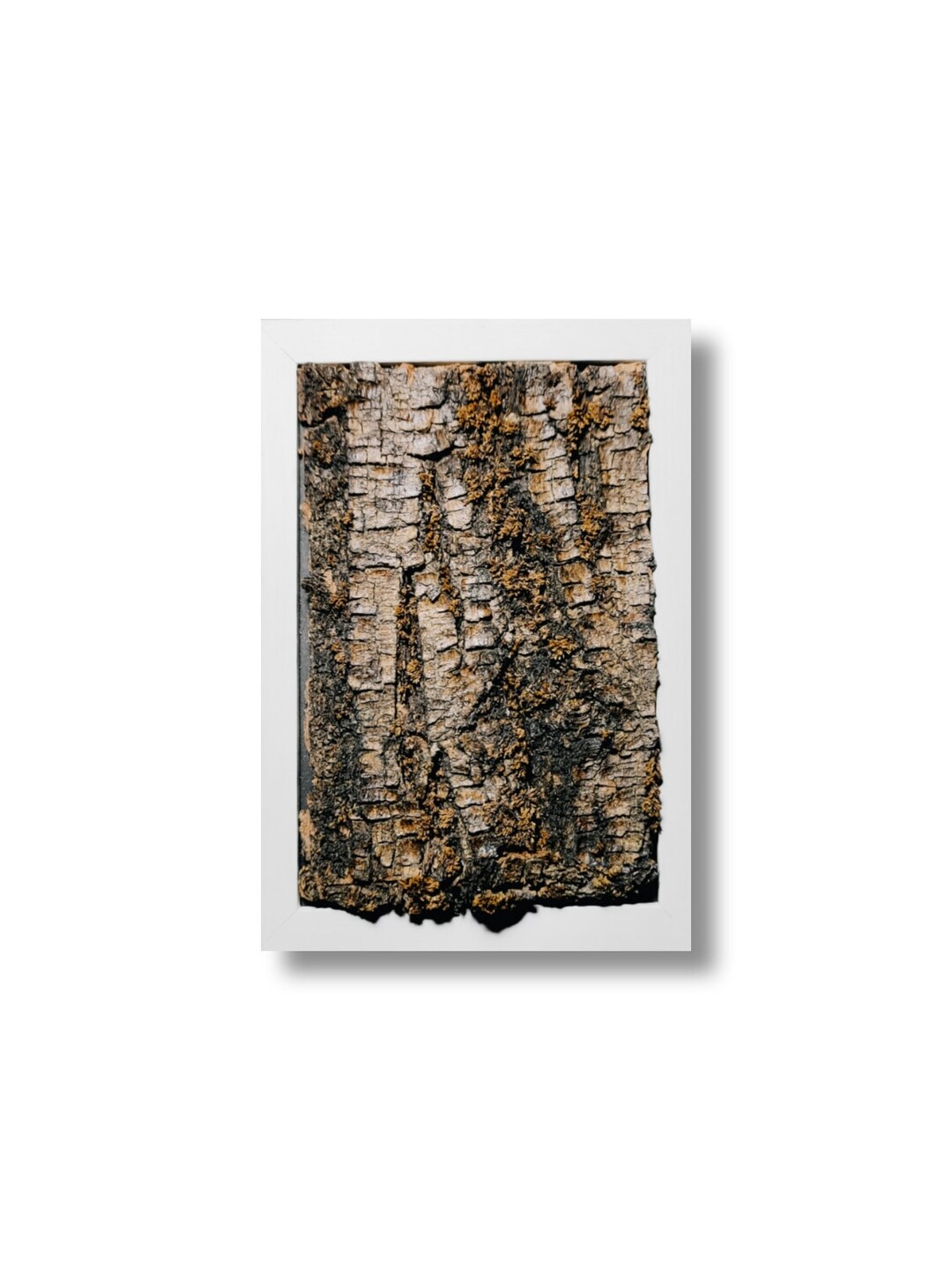Real Tree Bark 3D Wall Art in White Frame: Small Wall Decor (4.72x6.69 ...