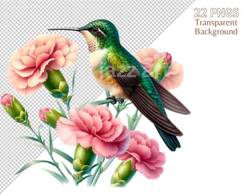 Hummingbird and Flower Clipart Bundle, Watercolor Bird Graphics ...