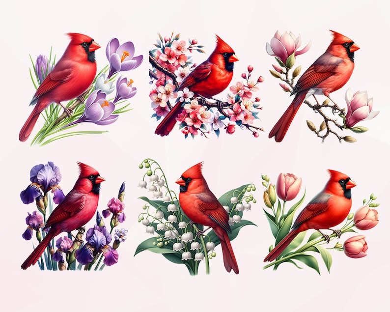 Red Cardinal & Flowers Clipart Bundle: Watercolor Bird PNG (commercial ...