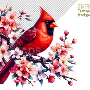 Red Cardinal & Flowers Clipart Bundle: Watercolor Bird PNG (commercial ...