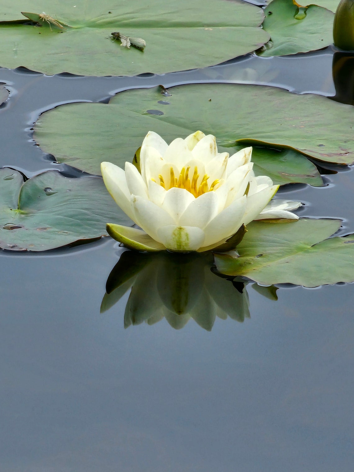 Water Lily Plain Greetings Card Made From an Original Photo - Etsy