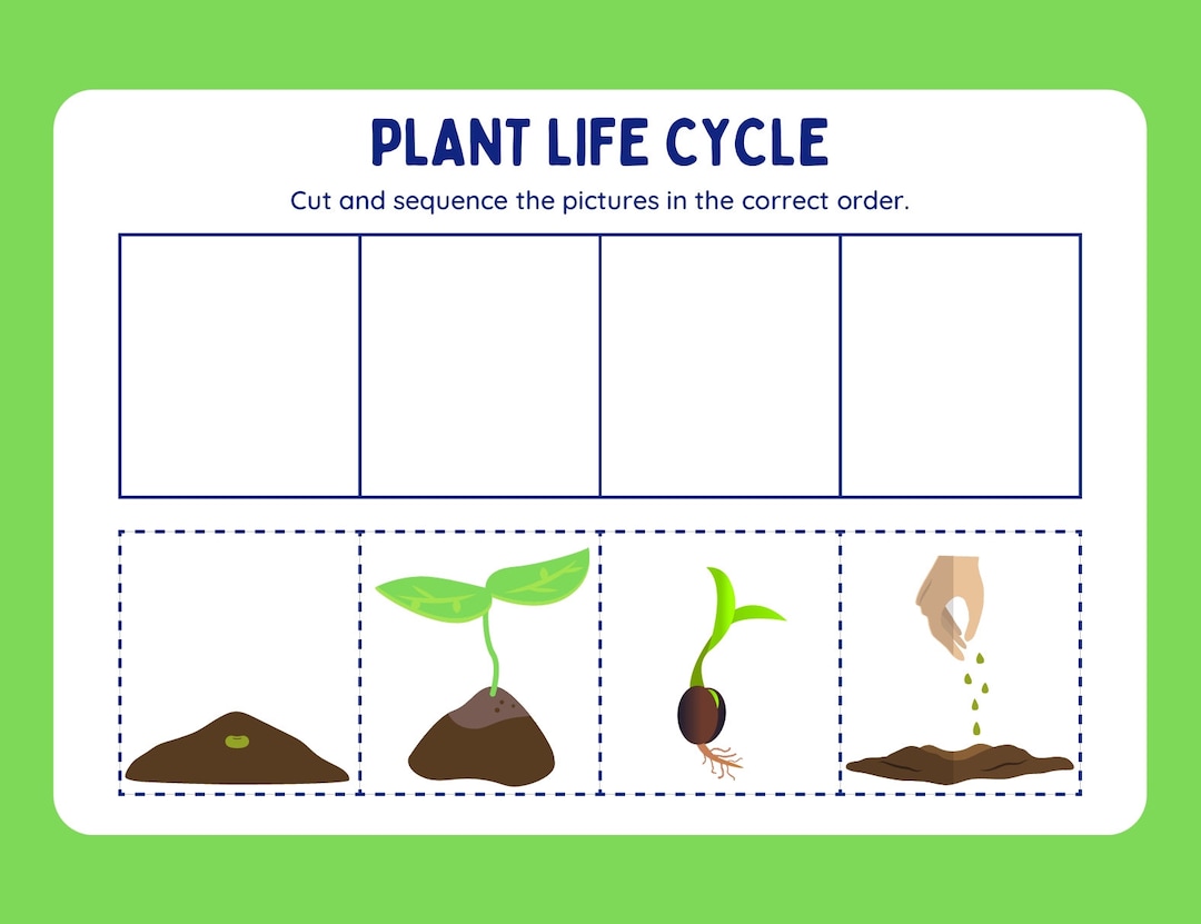 Plant Life Cycle Cut and Paste Worksheet - Etsy