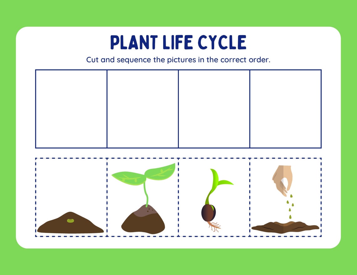 Plant Life Cycle Cut and Paste Worksheet - Etsy