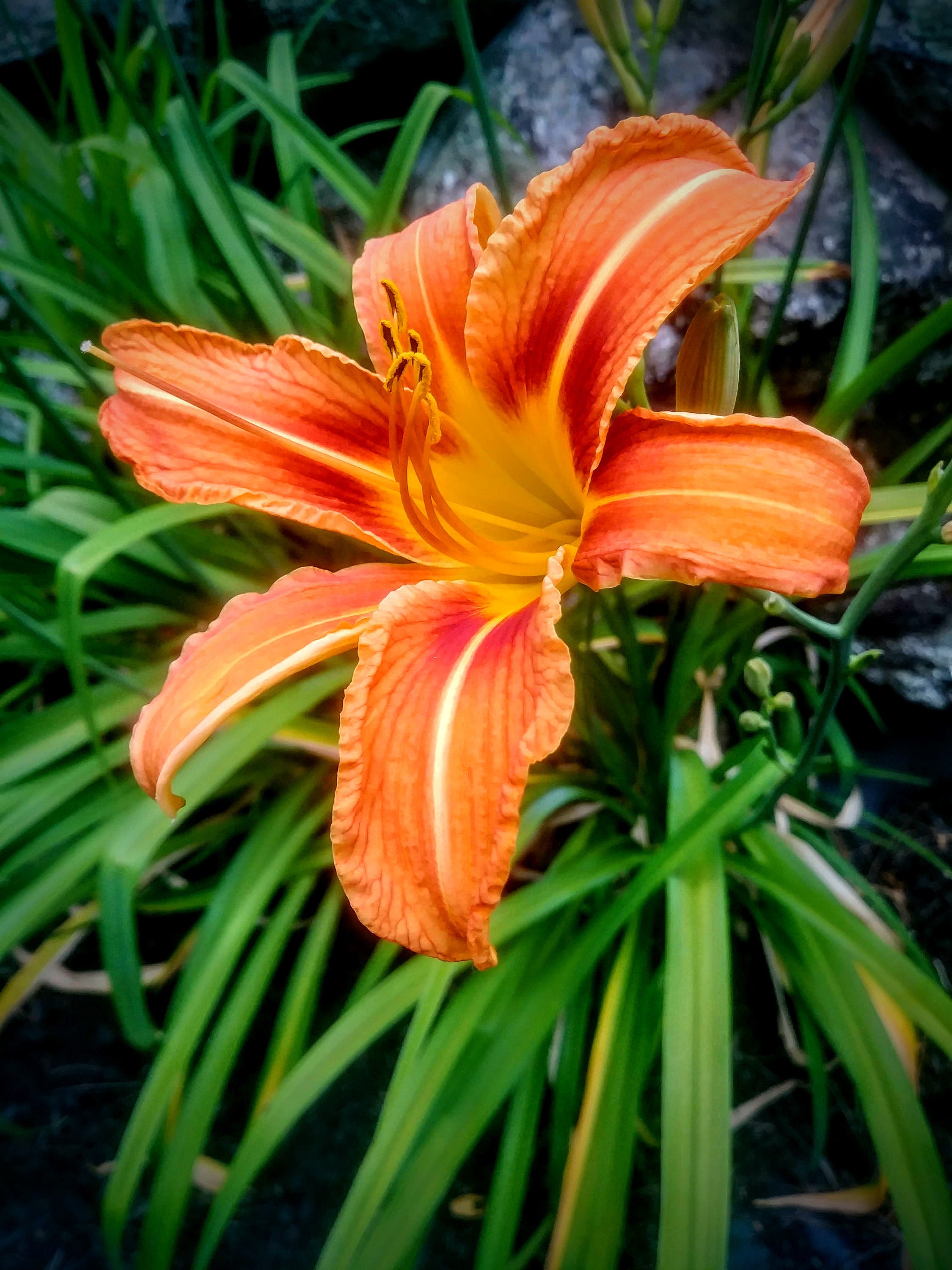 Photography Print Tiger Lily Decor - Etsy