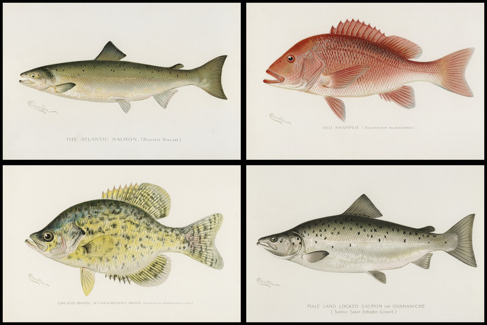20 Printable Vintage Bundle, Vintage Fish Illustrations, Digital ...
