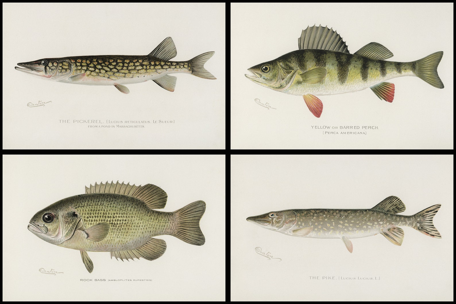 20 Printable Vintage Bundle, Vintage Fish Illustrations, Digital ...