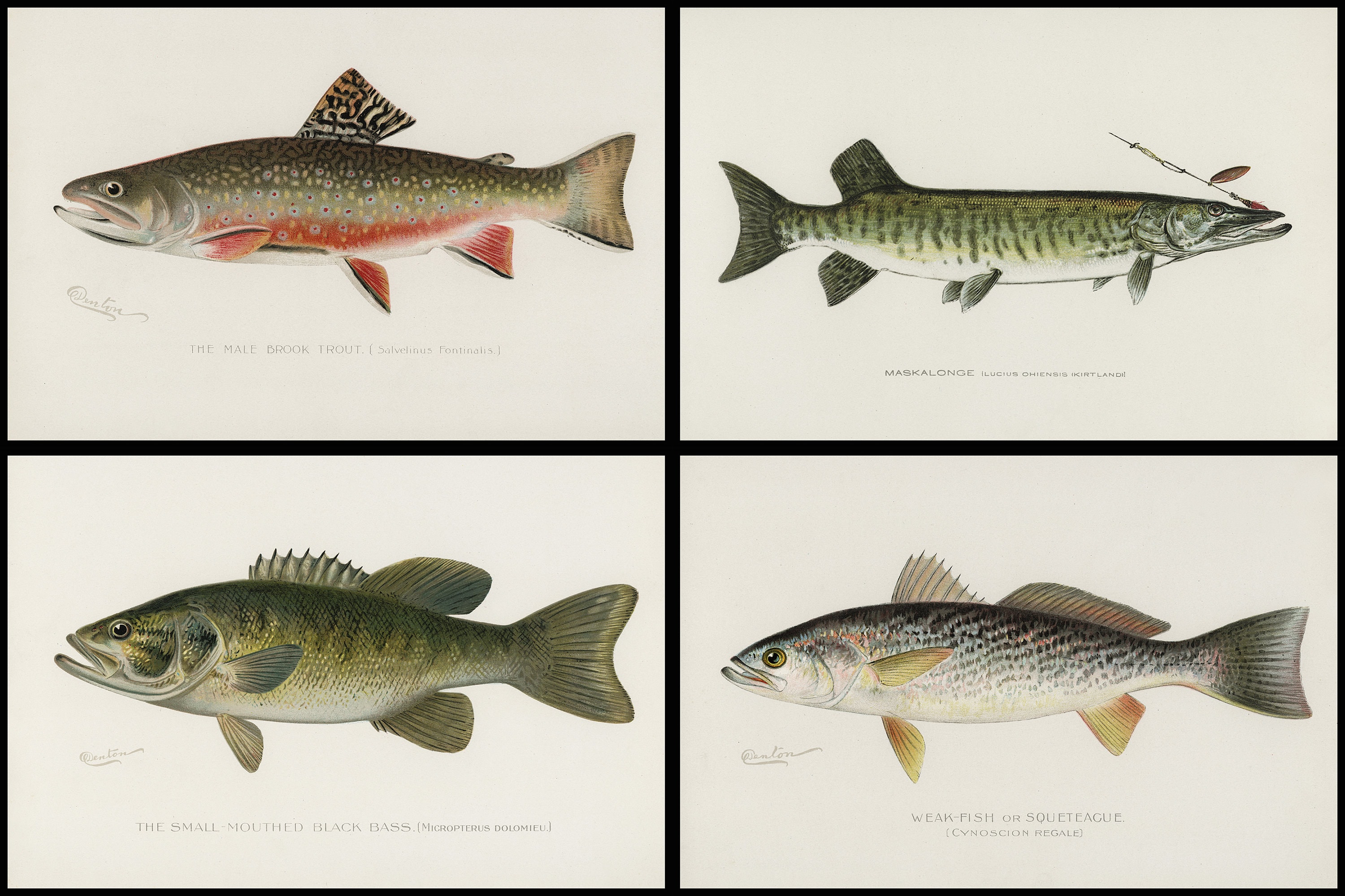 20 Printable Vintage Bundle, Vintage Fish Illustrations, Digital ...