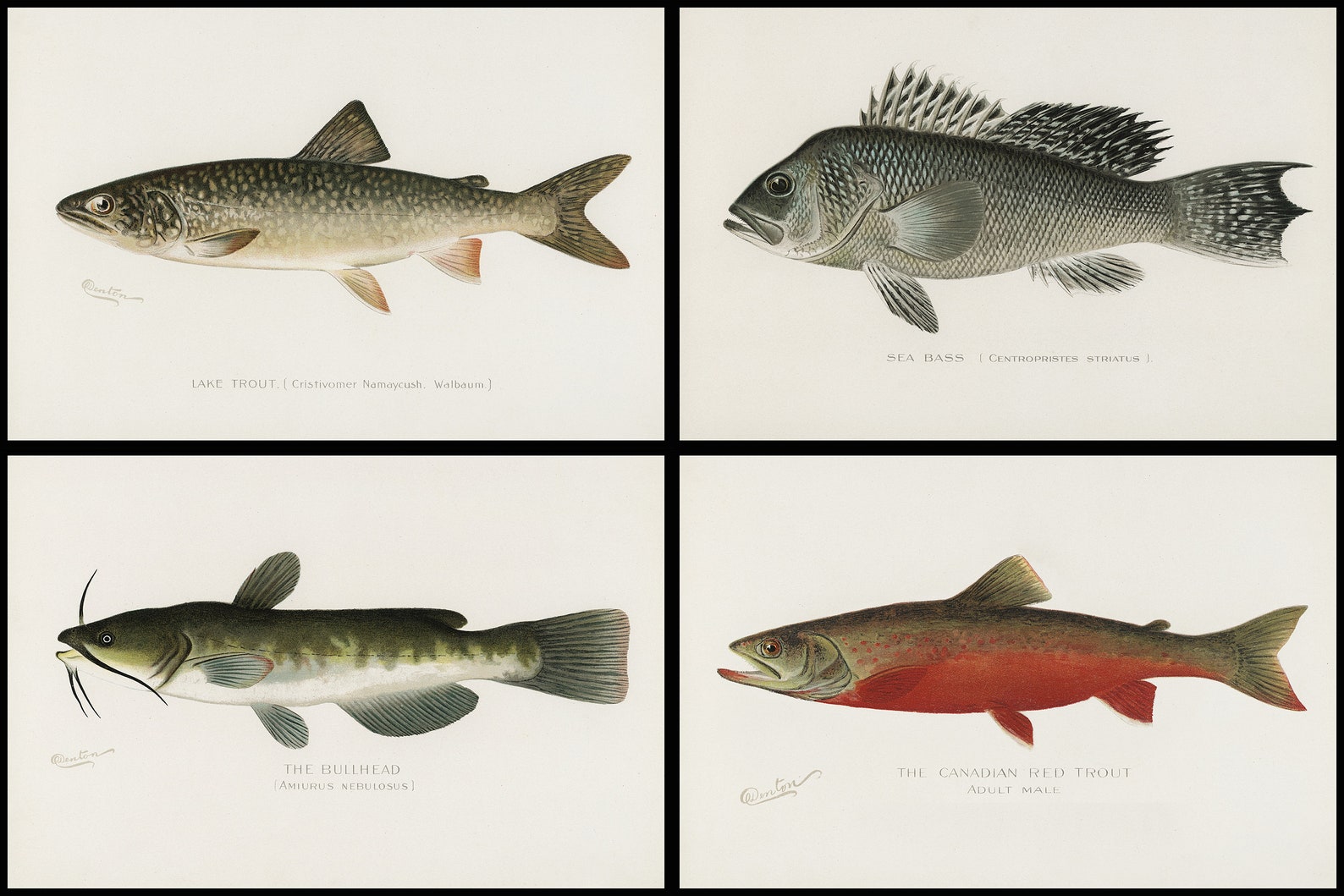 20 Printable Vintage Bundle, Vintage Fish Illustrations, Digital ...