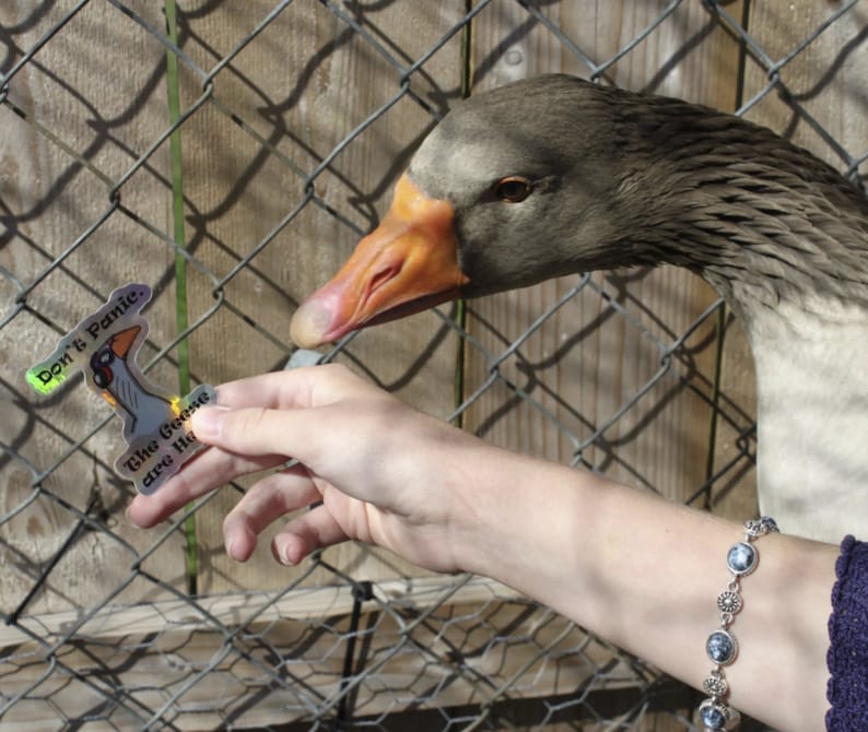 The Geese Are Here Holographic Vinyl Sticker Funny Goose Sticker - Etsy