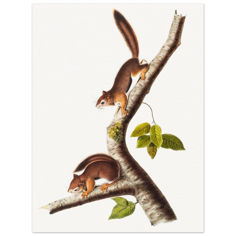 Squirrels Museum Paper Vintage Poster Naturalist Illustration From 1845 ...