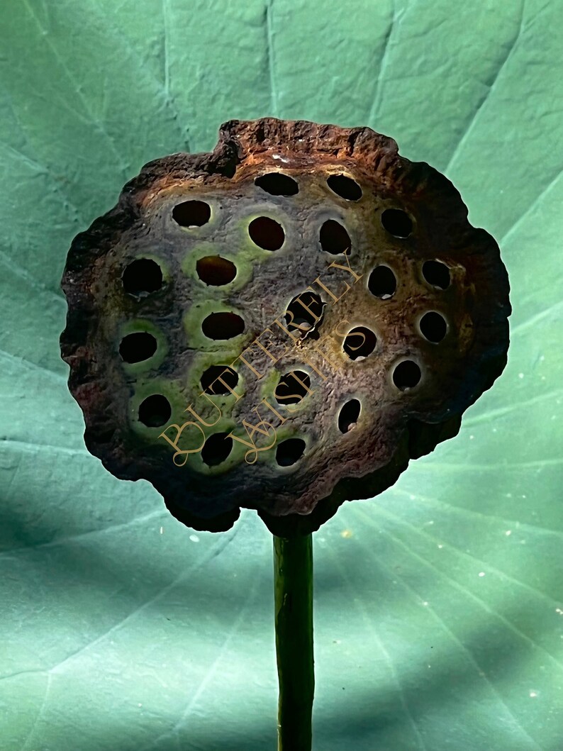 Water Lily Seed Pod, Seed Pod, Flowers, Aquatic Flowers, Pond Flowers ...