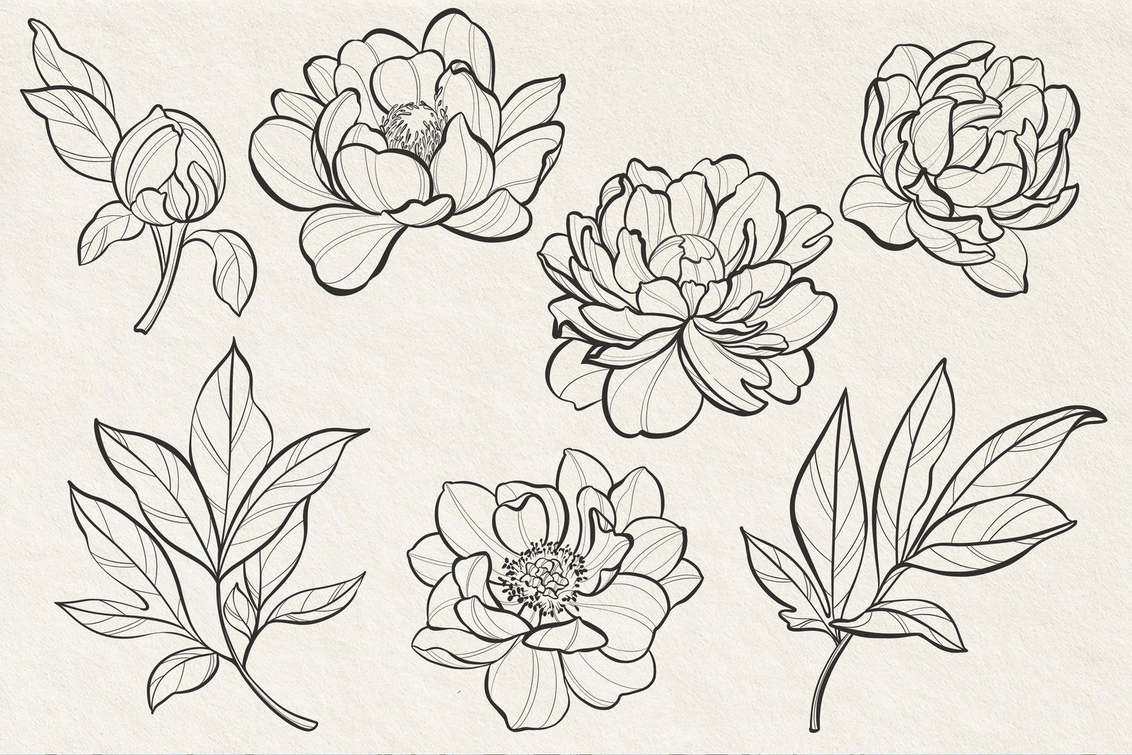Peonies SVG Line Art PNG, EPS, Outline Peony Flower, Peonies Clipart ...