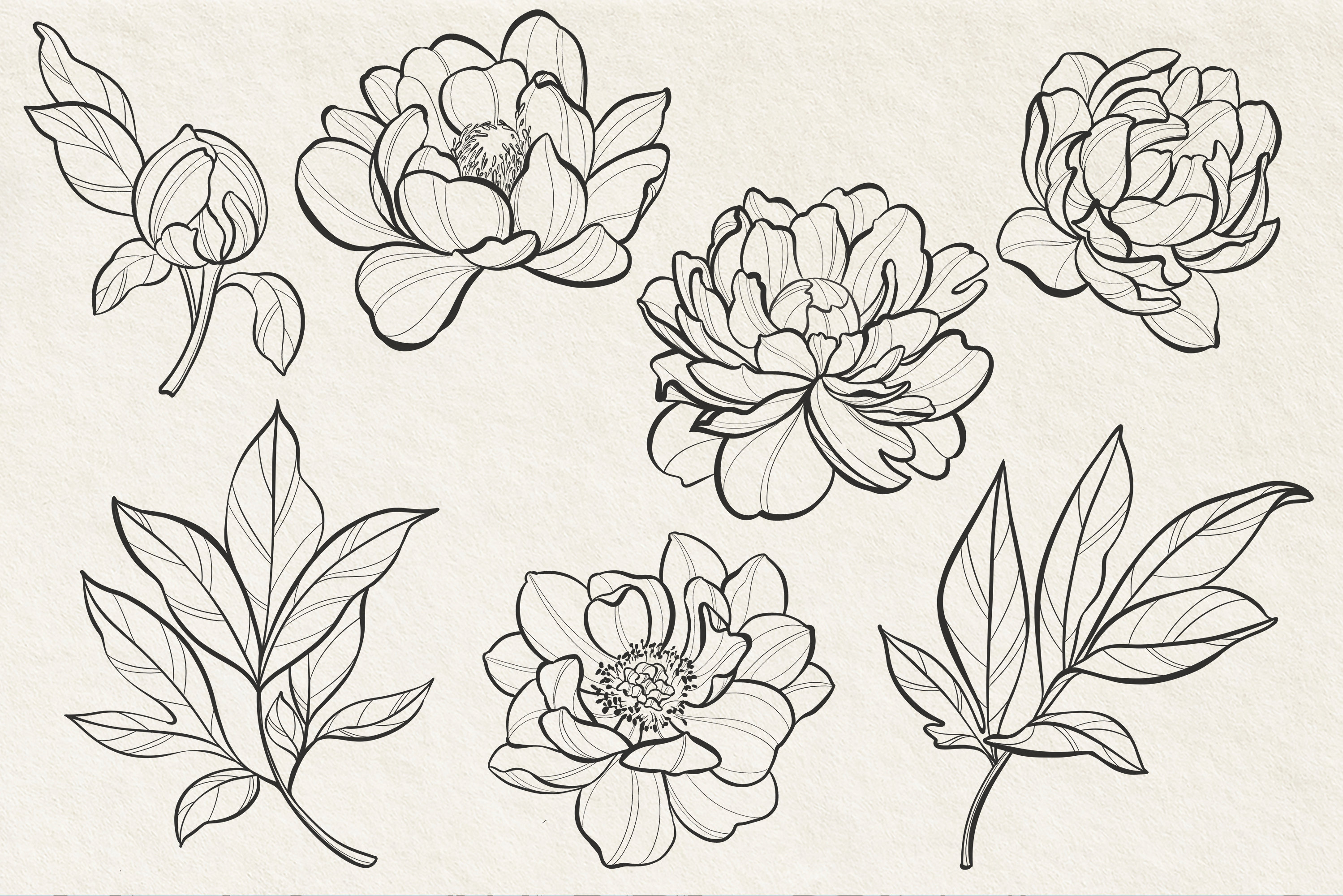 Peonies SVG Line Art PNG, EPS, Outline Peony Flower, Peonies Clipart ...