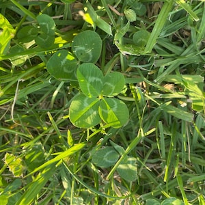 Genuine Four Leaf Clover Shamrock 4 Leaf Clover Wedding Favours ...