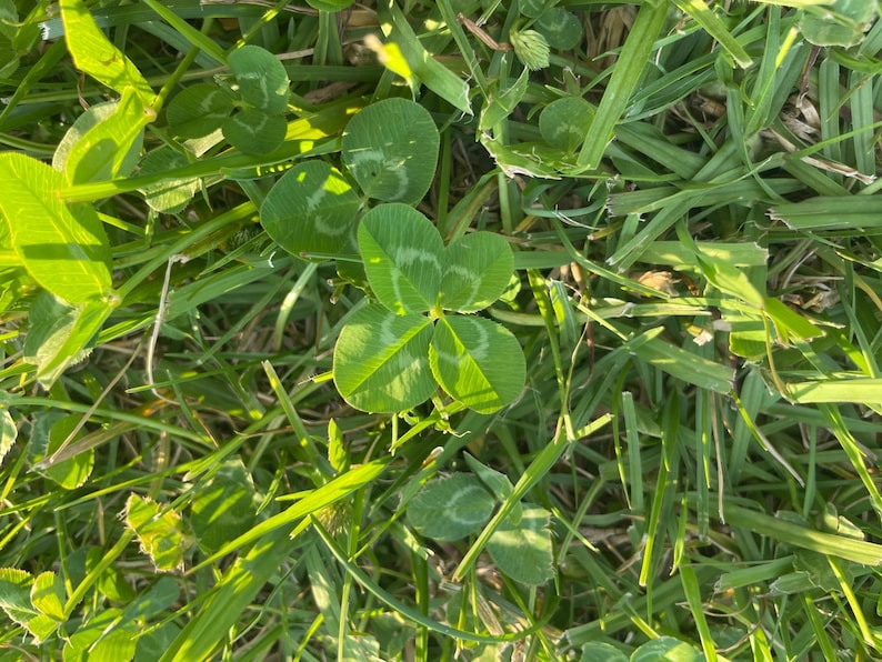 Genuine Four Leaf Clover Shamrock 4 Leaf Clover Wedding Favours ...