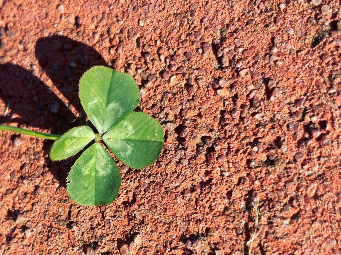 Teacher Appreciation Gift | Genuine Four Leaf Clover | 4 Leaf Clover ...