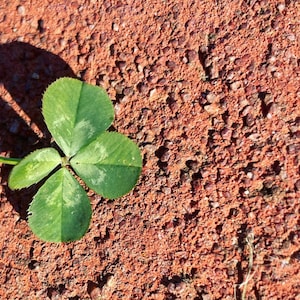 Genuine Four Leaf Clover Shamrock 4 Leaf Clover Wedding Favours ...