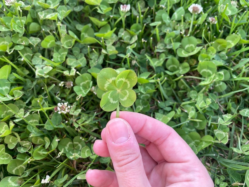 Genuine Four Leaf Clover Shamrock 4 Leaf Clover Wedding Favours ...