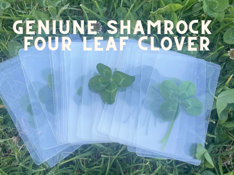 Genuine Four Leaf Clover Shamrock 4 Leaf Clover Wedding Favours ...