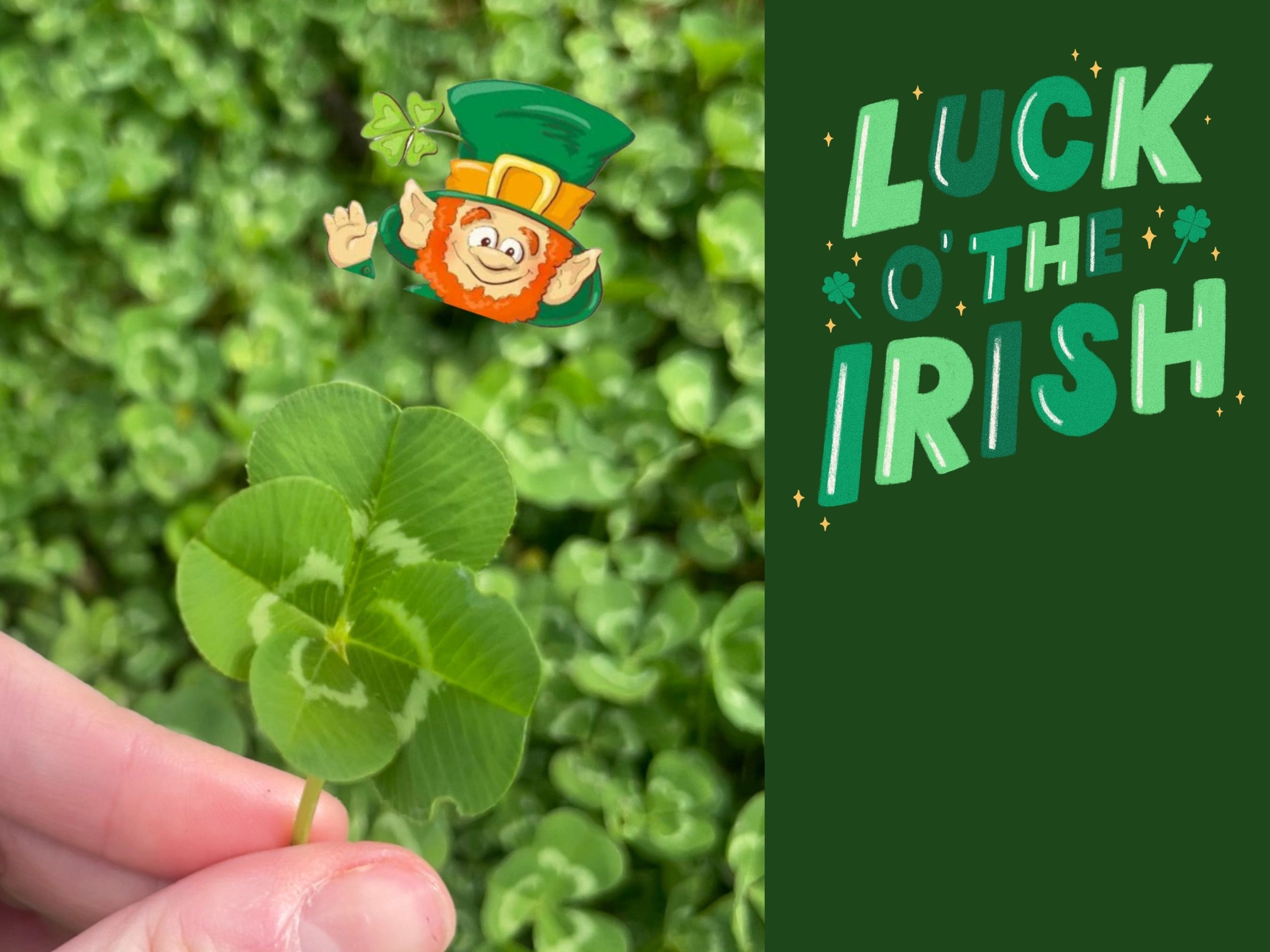 Genuine Four Leaf Clover Shamrock 4 Leaf Clover Wedding Favours ...