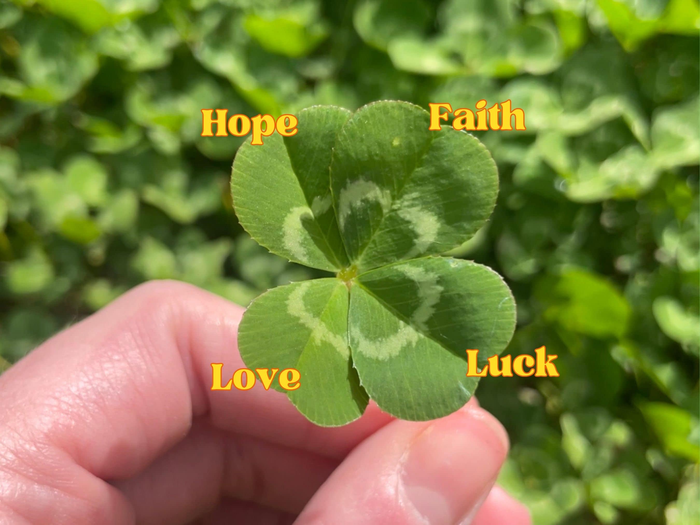 Genuine Four Leaf Clover Shamrock 4 Leaf Clover Wedding Favours Teachers Gift Good Luck Real ...