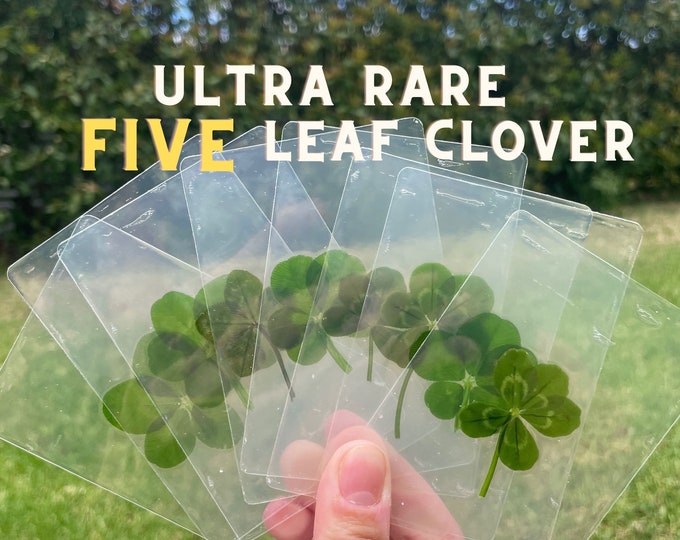 Genuine Five Leaf Clover | Shamrock 5 Leaf Clover | Wedding Favours ...