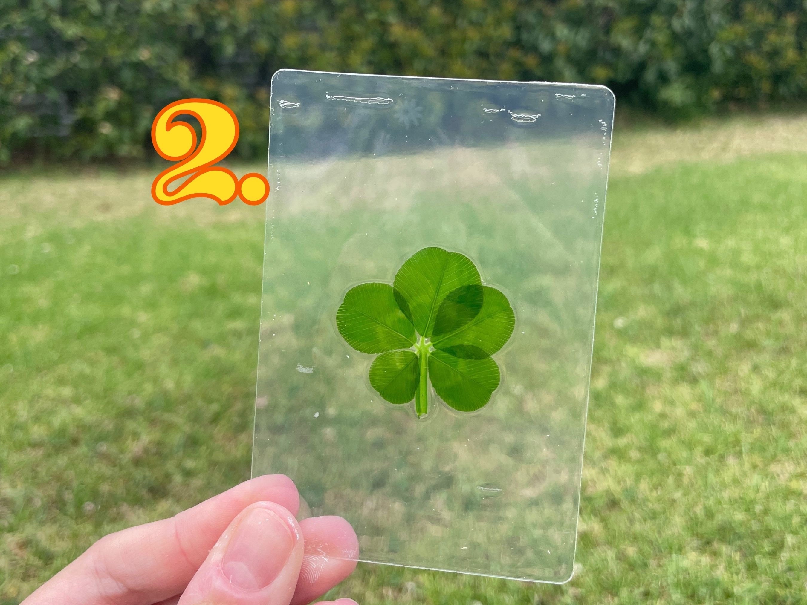 Genuine Five Leaf Clover Shamrock 5 Leaf Clover Wedding - Etsy