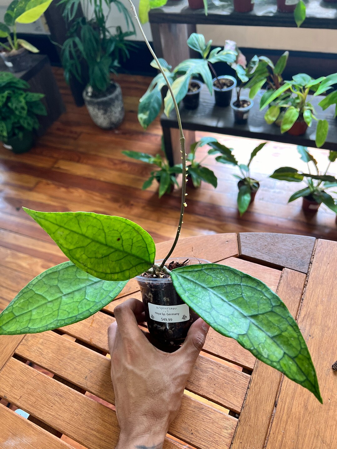 Hoya Sp Germany - Etsy