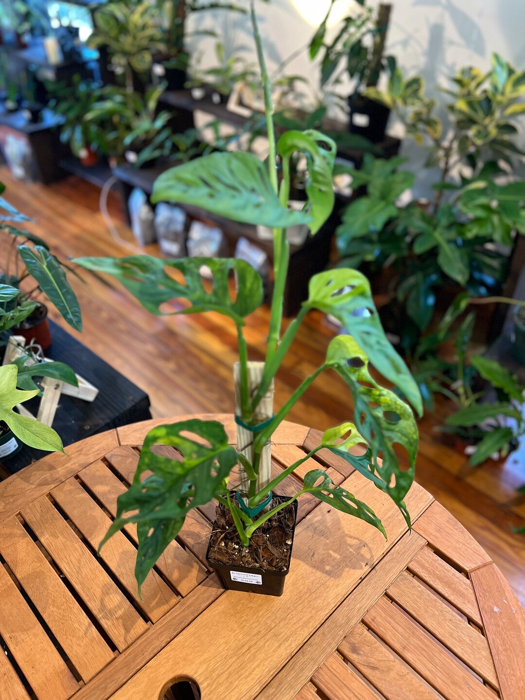 Monstera Adansonii Aurea Rare Monstera Live Plant Potted - Etsy