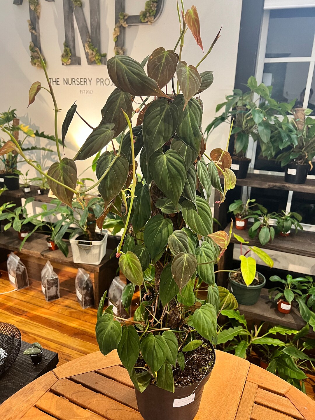 Philodendron Micans Totem Rare Philodendron Live Plant Potted - Etsy