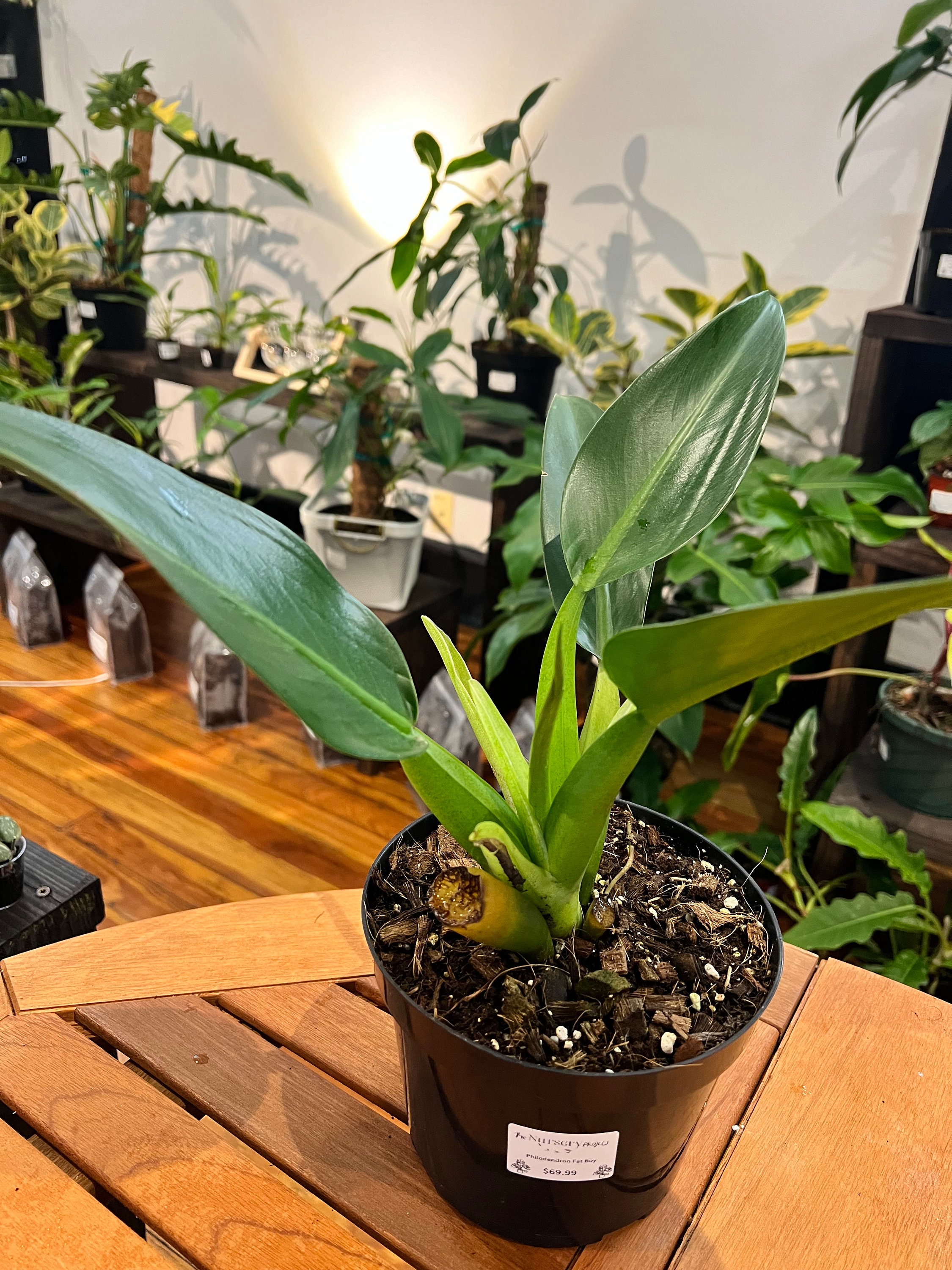 Philodendron Fat Boy 6 Rare Philodendron Live Plant - Etsy