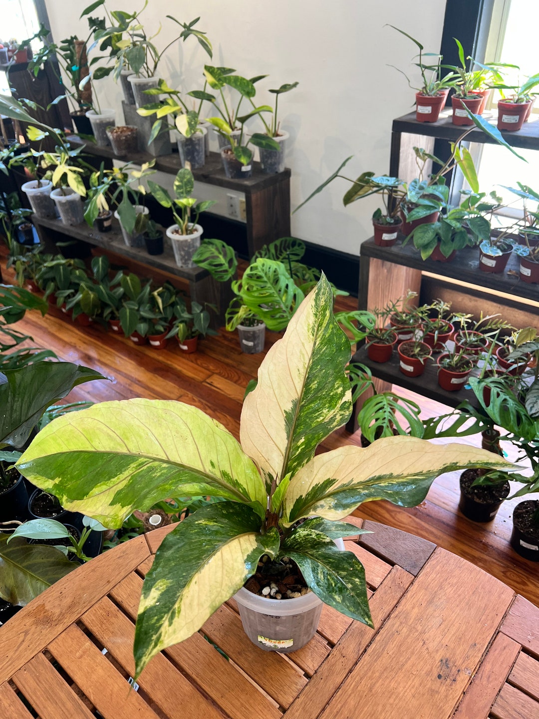 Anthurium Renaissance Variegated Rare Anthurium Indoor Plant - Etsy