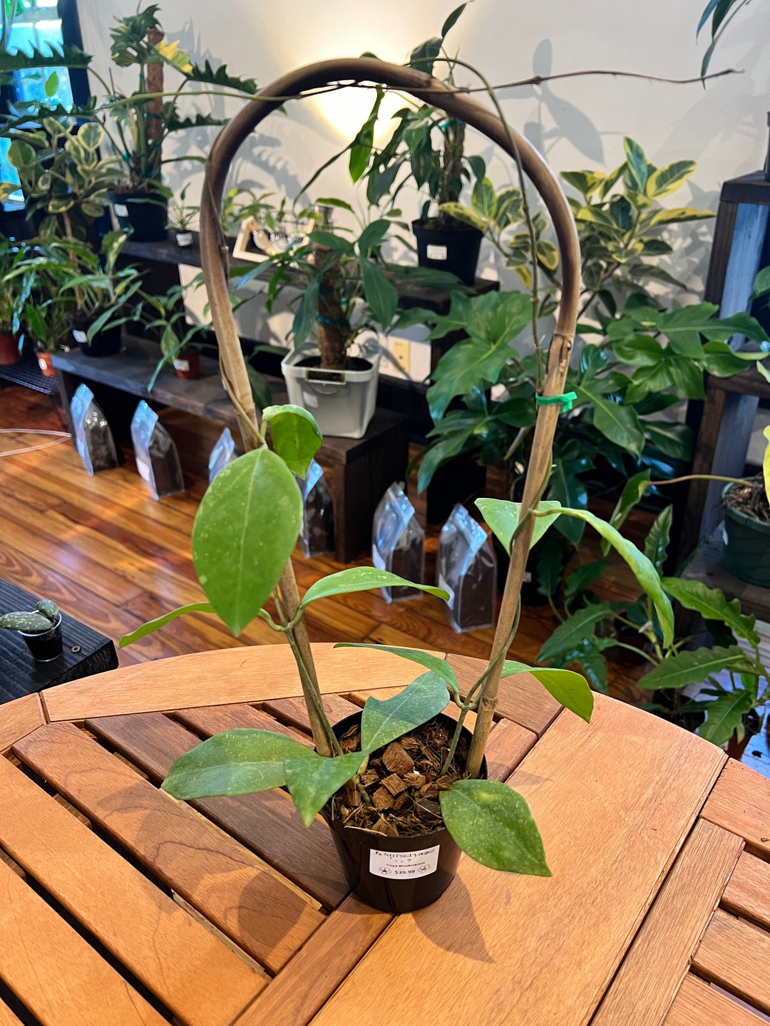 Hoya Mindorensis Rare Hoya Live Plant Potted - Etsy