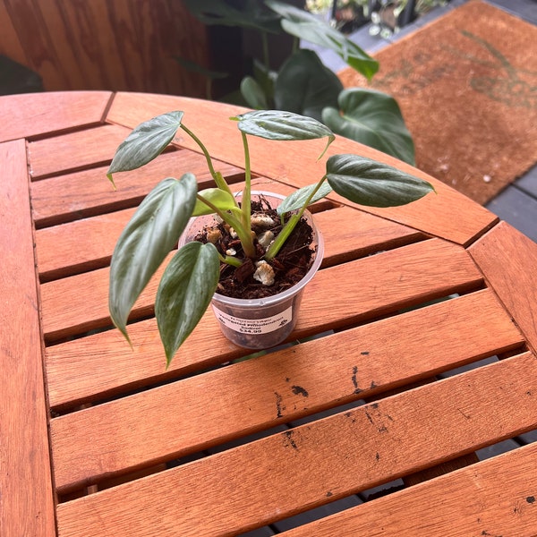 Philodendron Sodiroi - Etsy