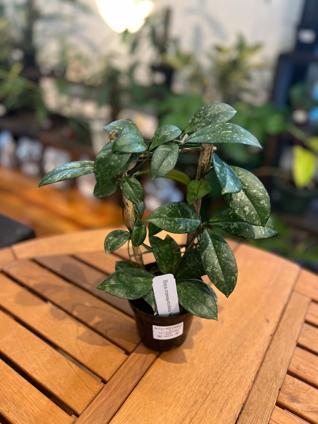 Hoya Crassipetiolata Splash Rare Hoya Live Plant Potted - Etsy