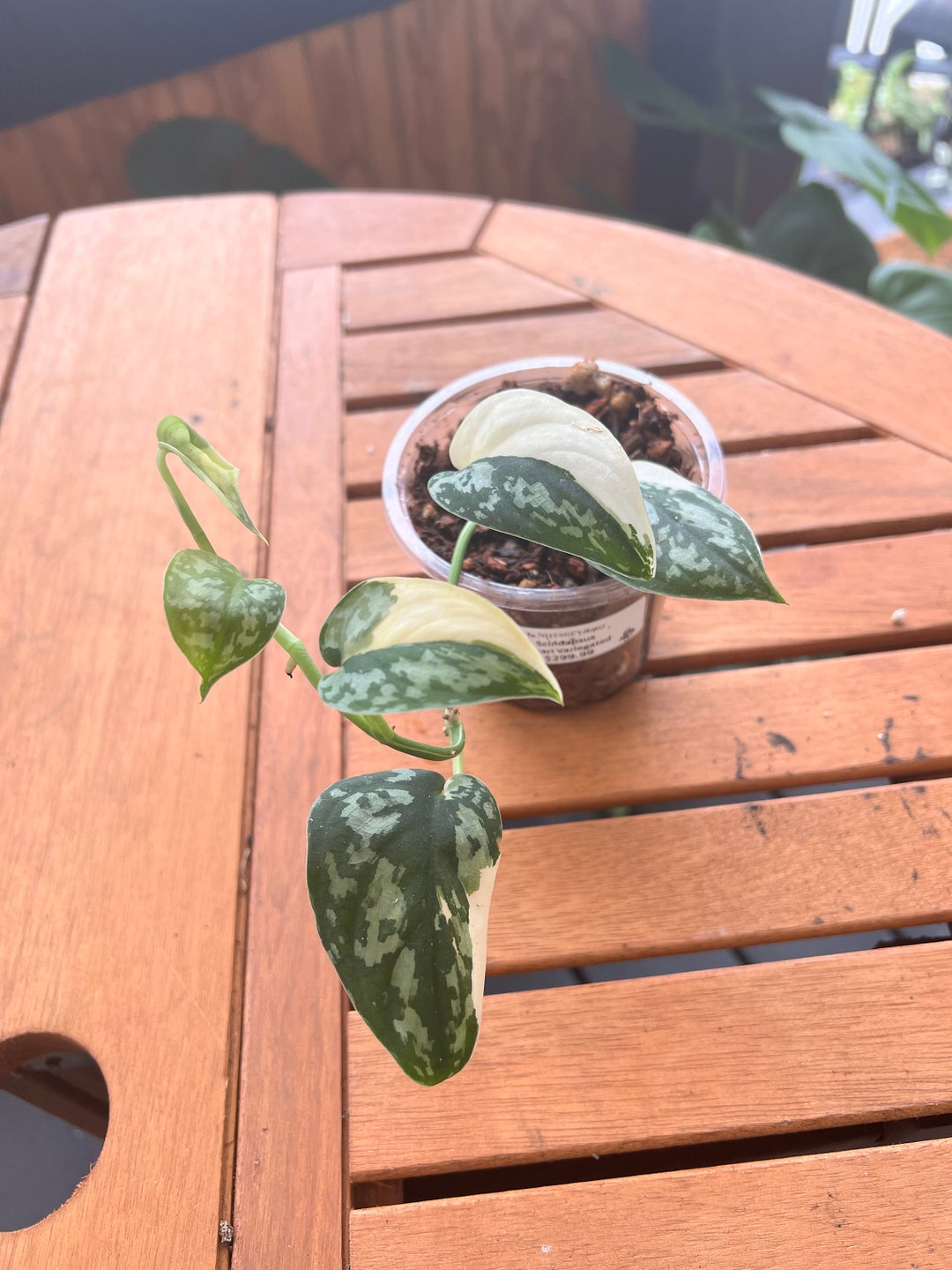 Scindapsus Mayari Variegated Rare Scindapsus Live Plant Potted - Etsy