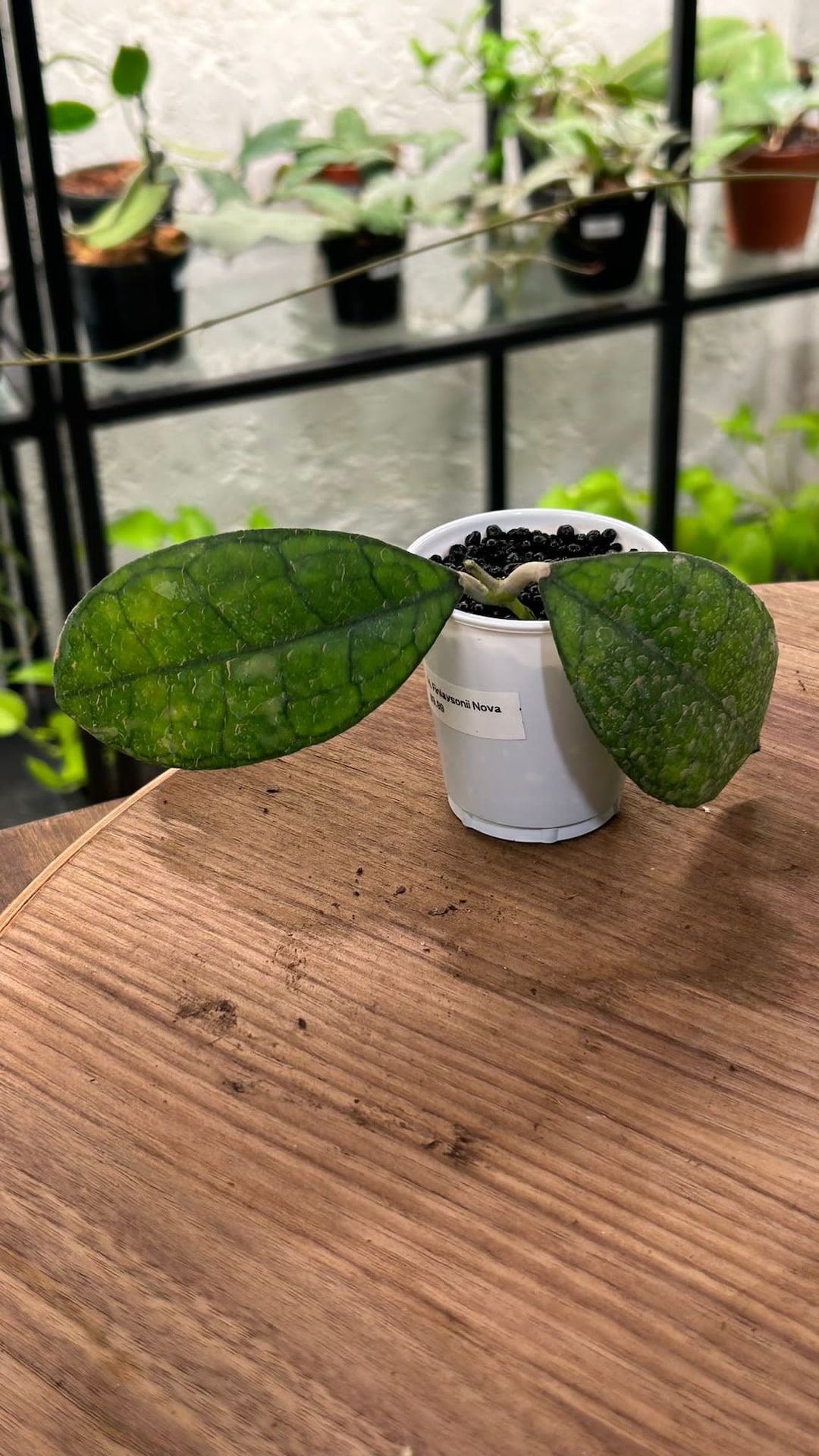 Hoya Finlaysonii Nova Rare Hoya Live Plant Lightly Rooted Cut - Etsy