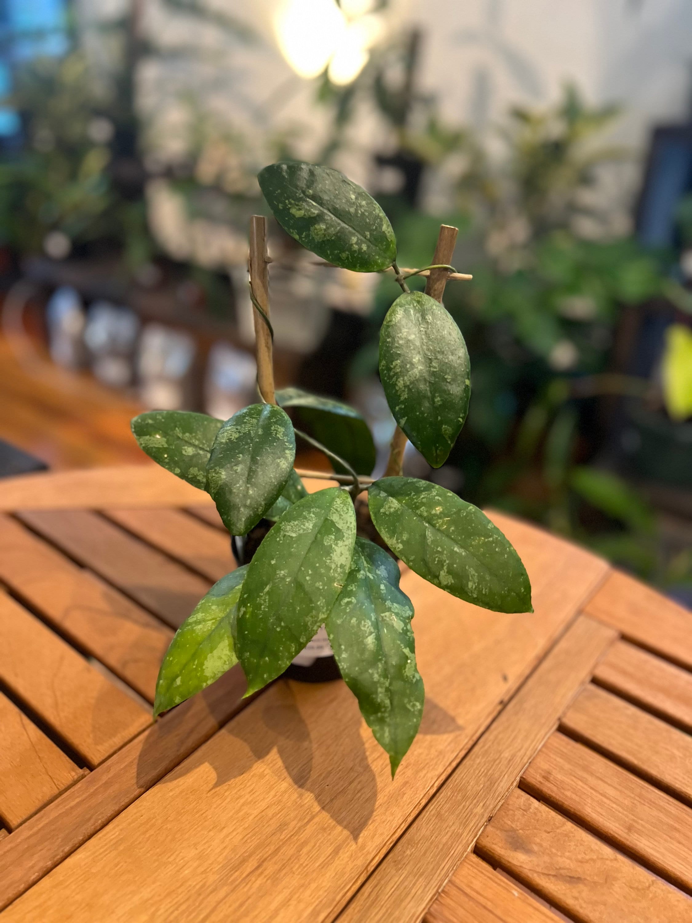 Hoya Finlaysonii Splash Rare Hoya Live Plant Potted - Etsy
