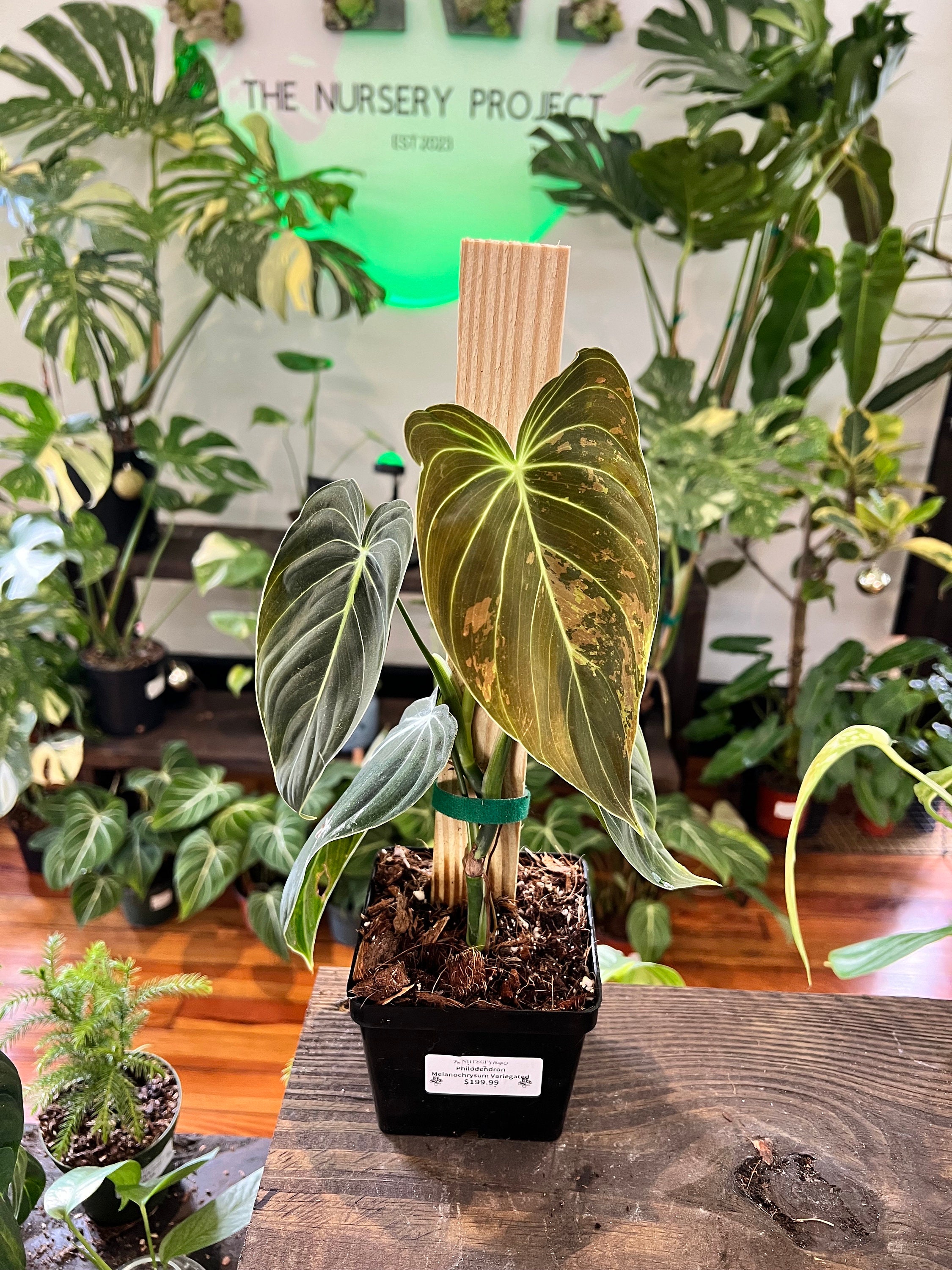 Philodendron Melanochrysum Variegated Rare Philodendron Live Plant ...