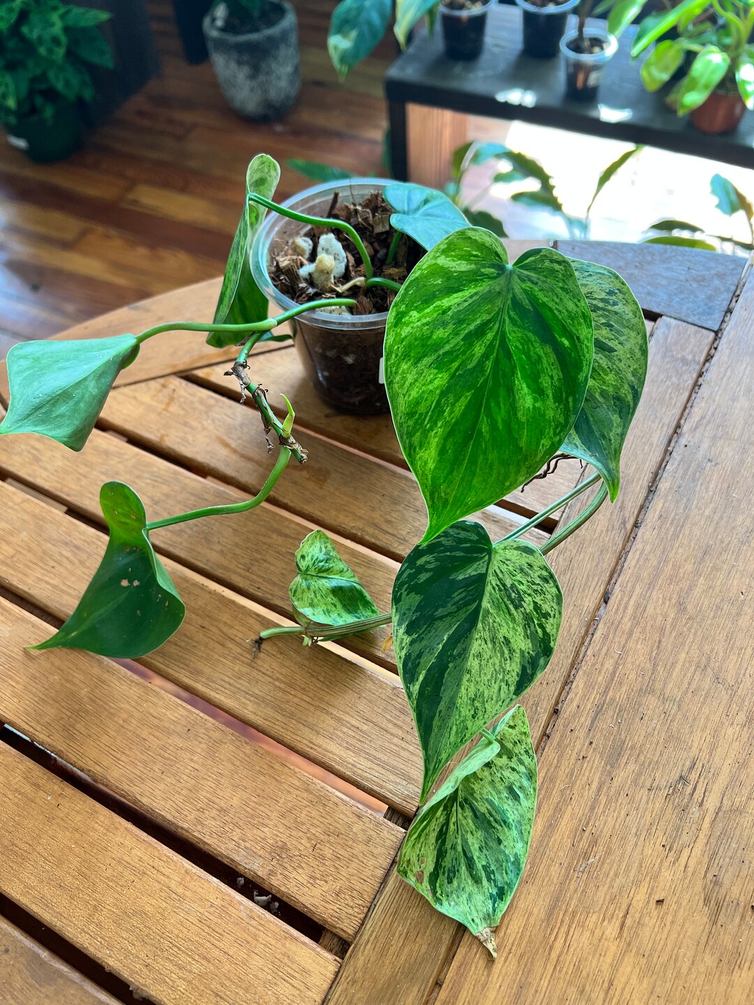 Philodendron Hederaceum Marble 4 - Etsy