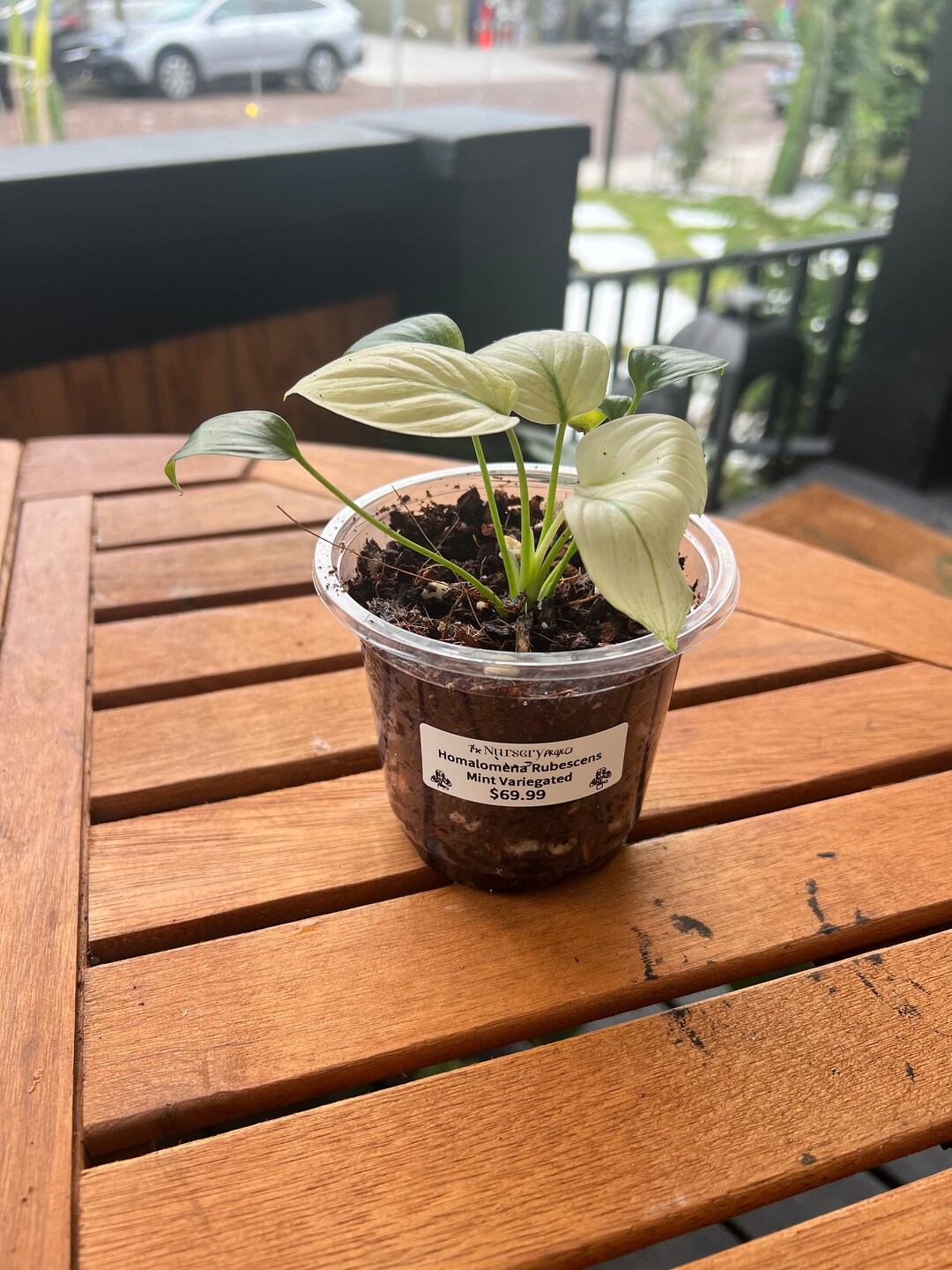 Homalomena Rubescens Mint Variegated 4 Rare Plant Live Plant Potted - Etsy