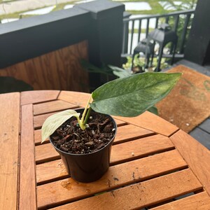 Monstera Laniata Mint Variegated Rare Monstera Live Plant Potted - Etsy
