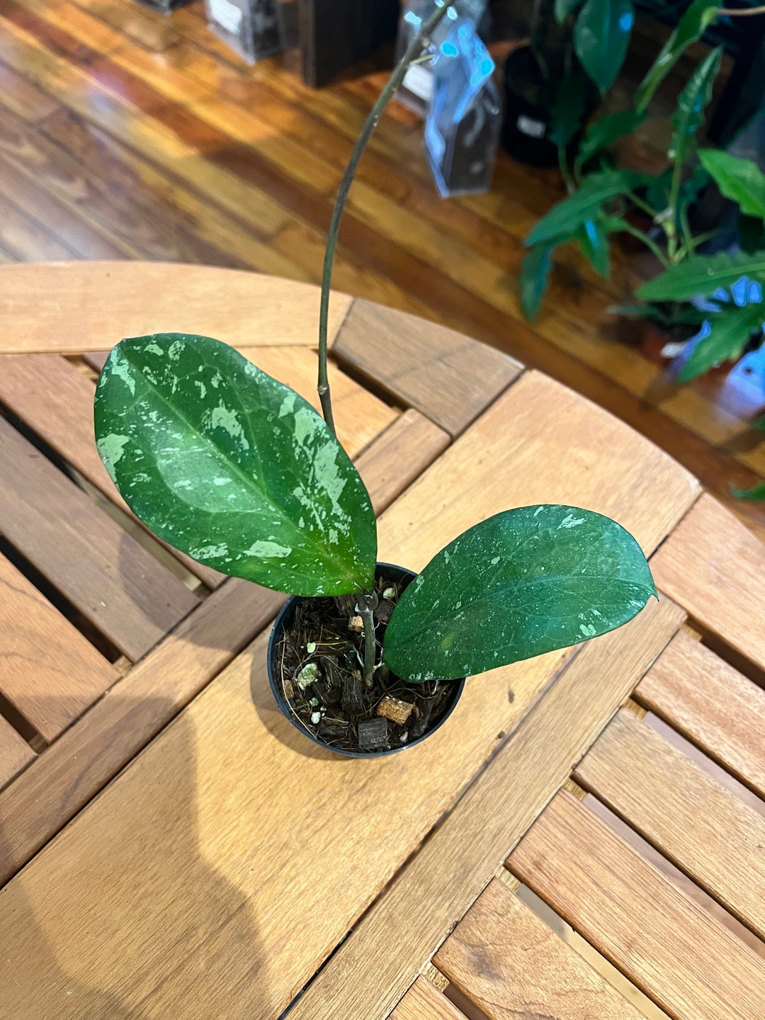 Hoya Michelle MB-125 Rare Hoya Live Plant Potted - Etsy