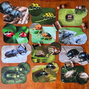 Bug Beetle Insect Matching Game Flashcards, Montessori Materials ...