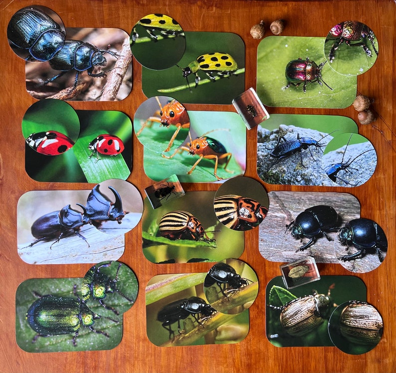 Bug Beetle Insect Matching Game Flashcards, Montessori Materials ...