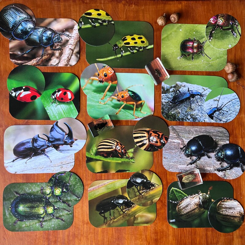 Beetle - Etsy