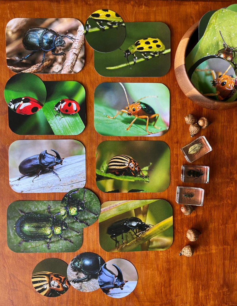 Bug Beetle Insect Matching Game Flashcards, Montessori Materials ...